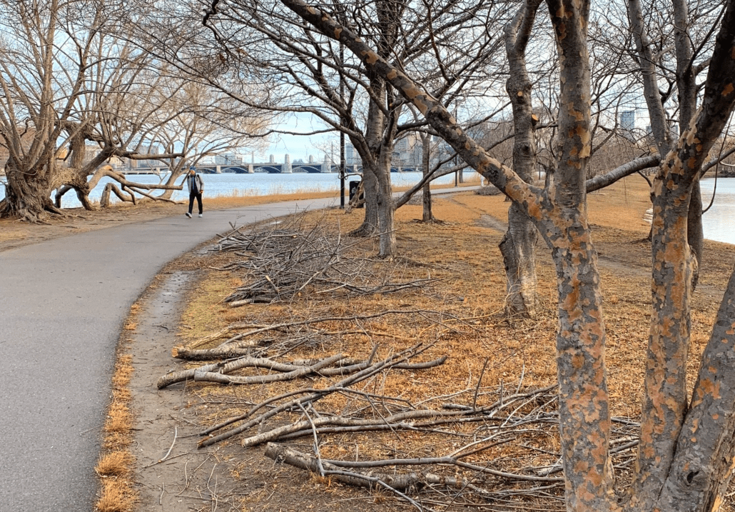 Tree Care - The Esplanade Association